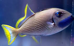 MARINE FISHES - BLUECHIN TRIGGER – BLOO AQUA STUDIO